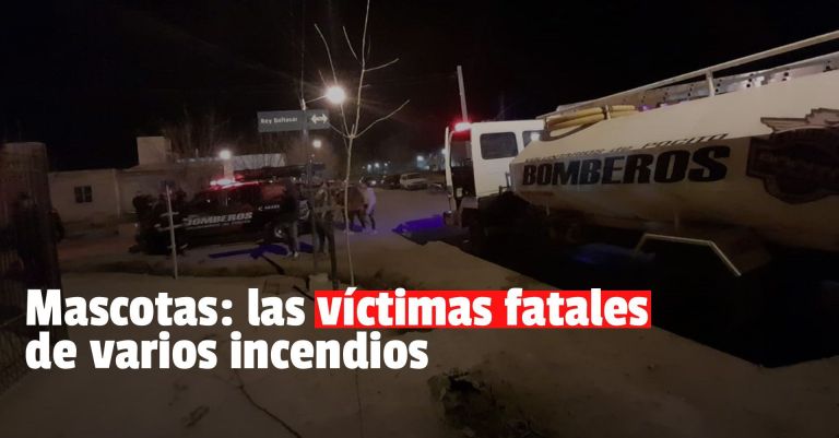 Durante el 2021, murieron siete perros y un gato en distintos incendios ...